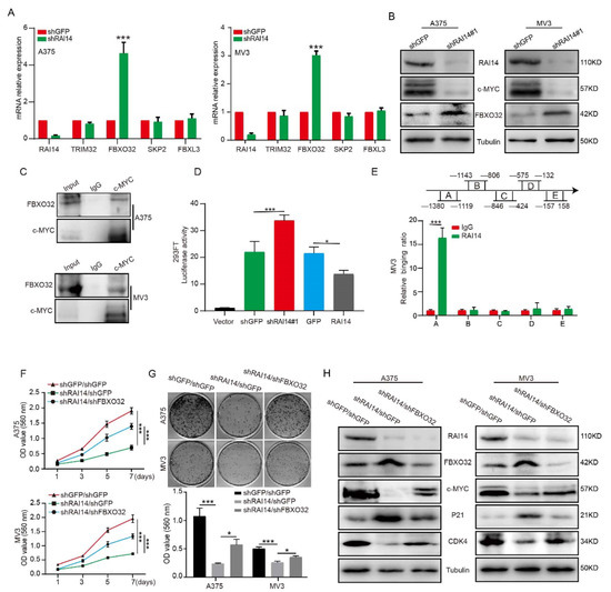 RAI14 Promotes Melanoma Progression by Regulating the FBXO32/c-MYC Pathway