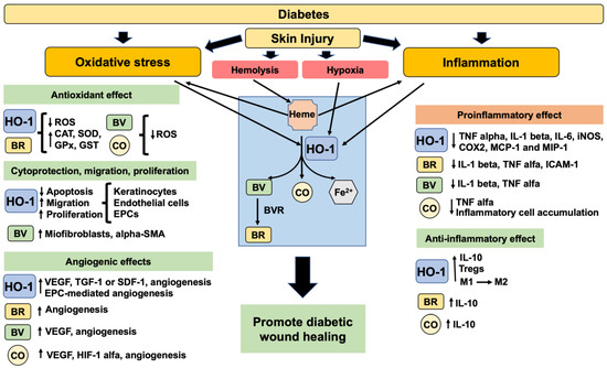 Heme Oxygenase-1 as Therapeutic Target for Diabetic Foot Ulcers