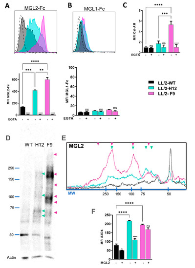 Lung Tumor Cells with Different Tn Antigen Expression Present ...