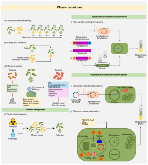 IJMS | Free Full-Text | Biotechnological Advances to Improve Abiotic ...