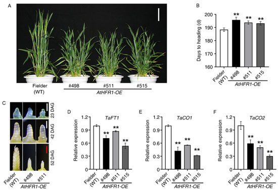 HFR1, a bHLH Transcriptional Regulator from Arabidopsis thaliana ...