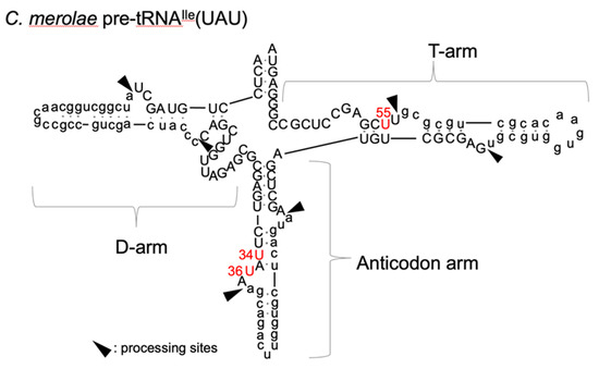 Intron-Dependent or Independent Pseudouridylation of Precursor tRNA ...