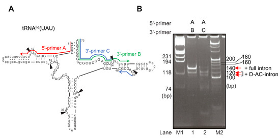 Intron-Dependent or Independent Pseudouridylation of Precursor tRNA ...