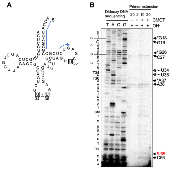 Intron-Dependent or Independent Pseudouridylation of Precursor tRNA ...