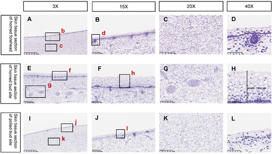 Uncovering Novel Features of the Pc Locus in Horn Development from Gene ...