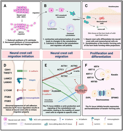 Uncovering Novel Features of the Pc Locus in Horn Development from Gene ...