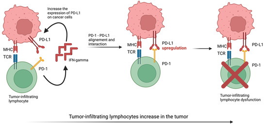 Focus on PD-1/PD-L1 as a Therapeutic Target in Ovarian Cancer