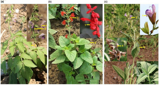 Comparative Genomics and Phylogenetic Analysis of the Chloroplast ...