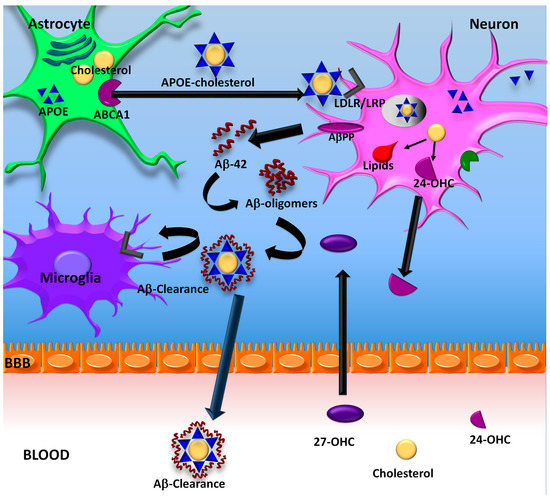 Amyloid β, Lipid Metabolism, Basal Cholinergic System, and Therapeutics ...