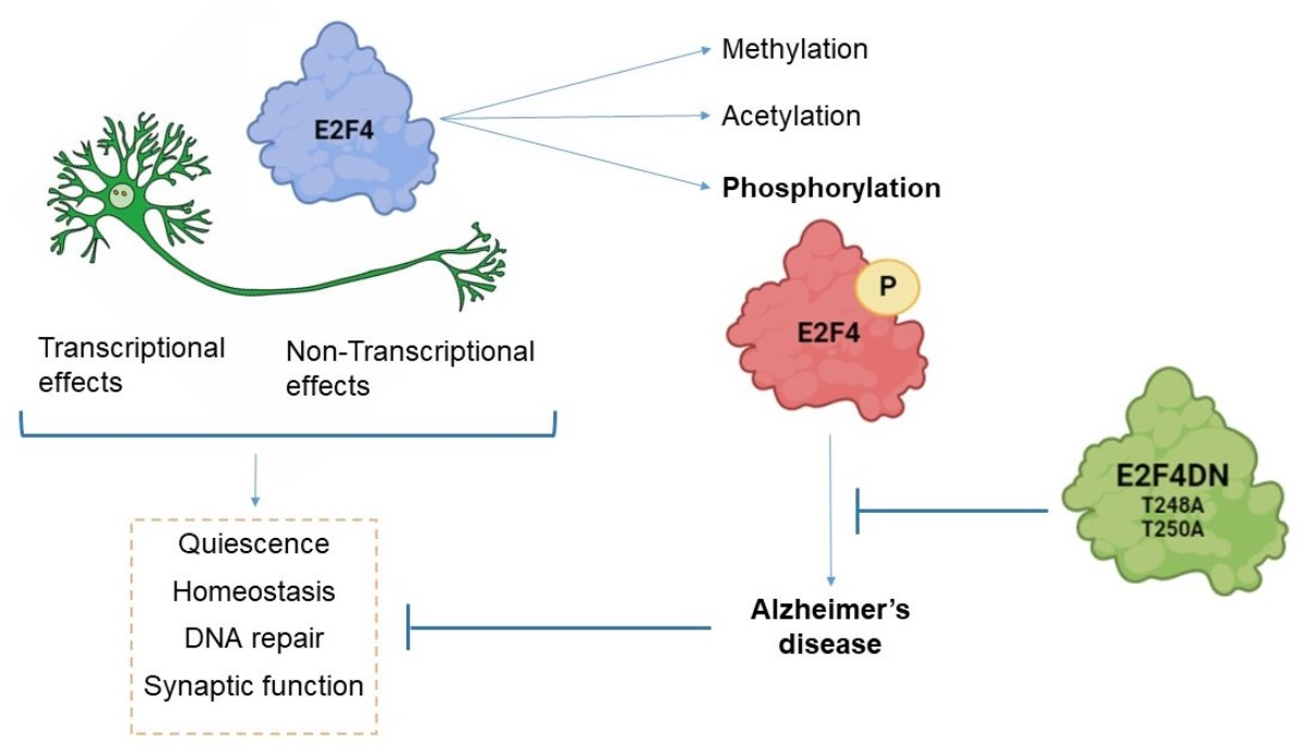 IJMS | Free Full-Text | E2F4DN Transgenic Mice: A Tool for the ...