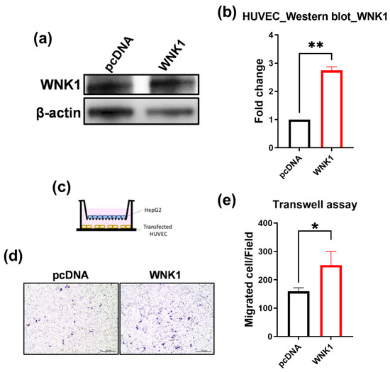 WNK1–OSR1 Signaling Regulates Angiogenesis-Mediated Metastasis towards ...