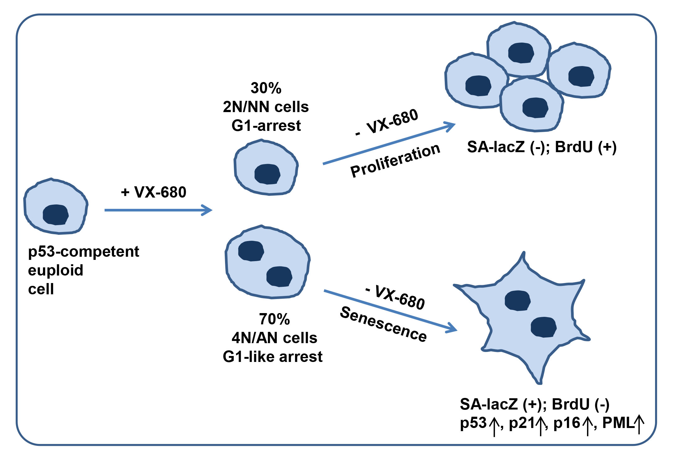 IJMS | Free Full-Text | The Effect of Circumscribed Exposure to the Pan ...