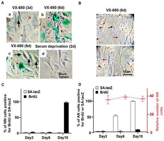 The Effect of Circumscribed Exposure to the Pan-Aurora Kinase Inhibitor ...