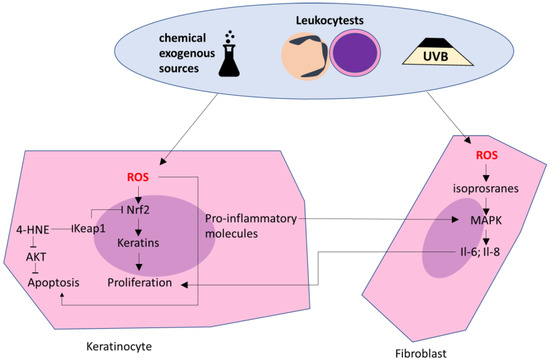 Impact of ROS-Dependent Lipid Metabolism on Psoriasis Pathophysiology