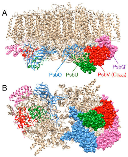 Iron Deficiency Promotes the Lack of Photosynthetic Cytochrome c550 and ...
