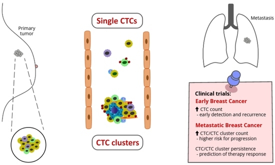IJMS | Free Full-Text | Clinical Relevancy of Circulating Tumor Cells ...
