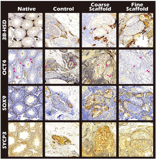 Engineered Immature Testicular Tissue by Electrospun Mats for ...