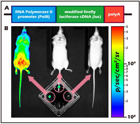 Engineered Immature Testicular Tissue by Electrospun Mats for ...
