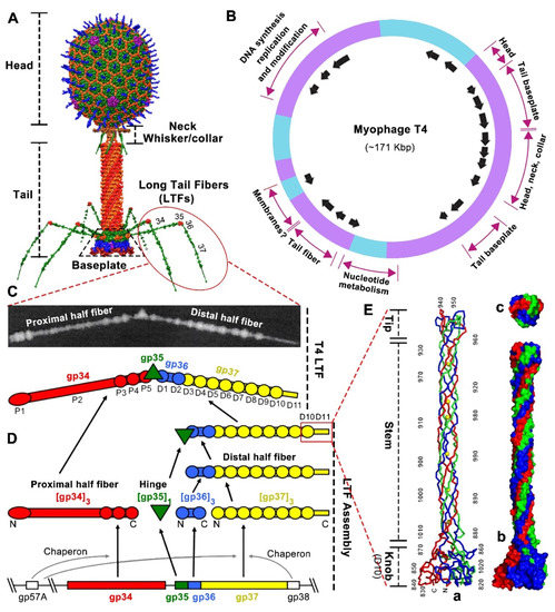 Understanding Bacteriophage Tail Fiber Interaction with Host Surface ...