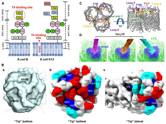 Understanding Bacteriophage Tail Fiber Interaction with Host Surface ...
