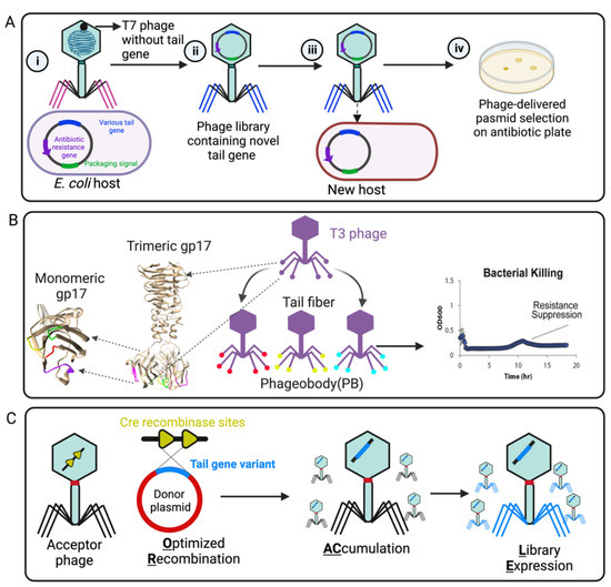 Understanding Bacteriophage Tail Fiber Interaction with Host Surface ...