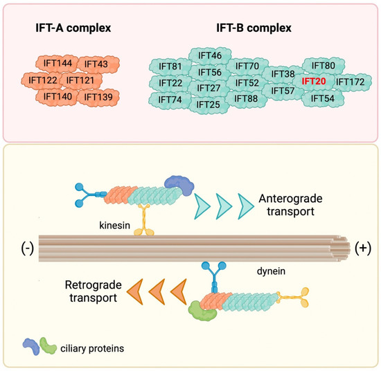 IFT20: An Eclectic Regulator of Cellular Processes beyond ...