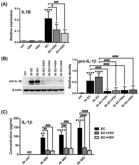 Interactions between the NLRP3-Dependent IL-1β and the Type I ...