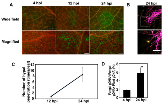 Proteomic Profiling of Plant and Pathogen Interaction on the Leaf Epidermis