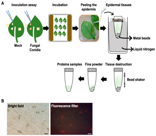 Proteomic Profiling of Plant and Pathogen Interaction on the Leaf Epidermis