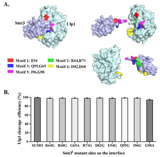 Profiling Substrate Specificity of the SUMO Protease Ulp1 by the YESS ...