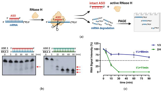Boron Clusters as Enhancers of RNase H Activity in the Smart Strategy of Gene Silencing by ...