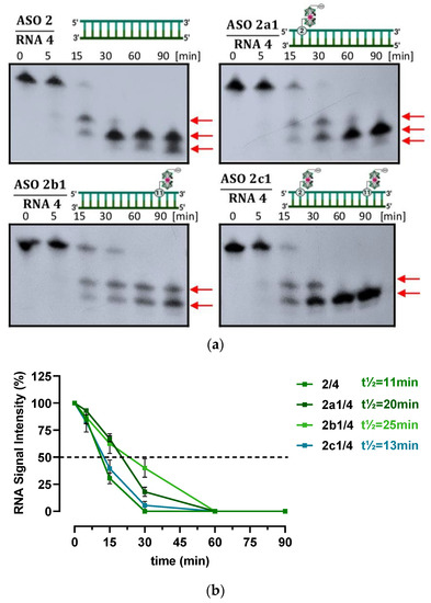 Boron Clusters as Enhancers of RNase H Activity in the Smart Strategy ...