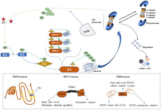 Intersection of the Ubiquitin–Proteasome System with Oxidative Stress ...