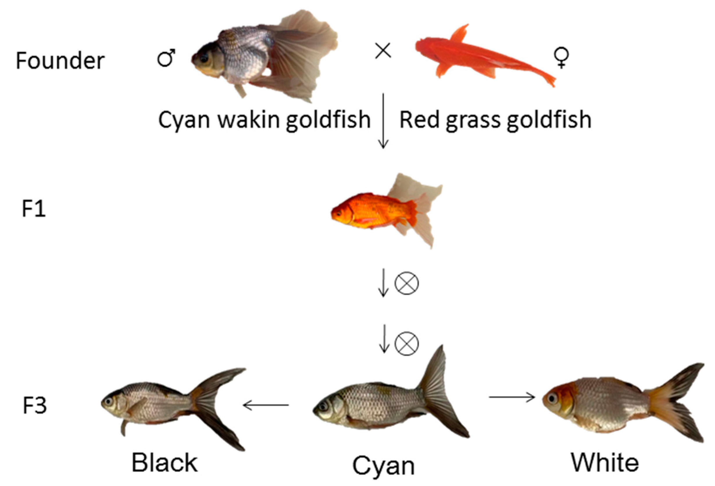 Goldfish Types Chart Goldfish Types Chart