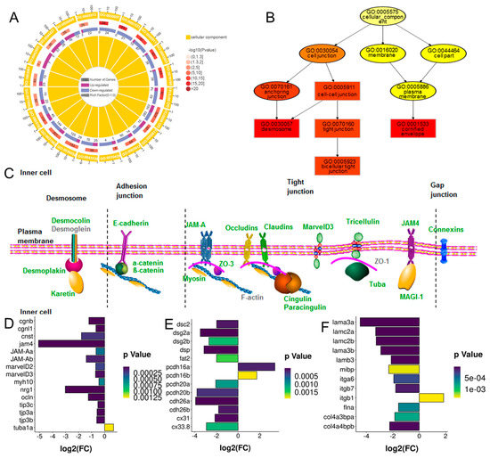 Cell Junction and Vesicle Trafficking-Mediated Melanosome/Melanin ...