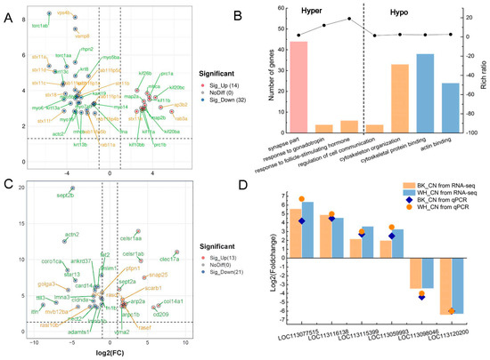 Cell Junction and Vesicle Trafficking-Mediated Melanosome/Melanin ...