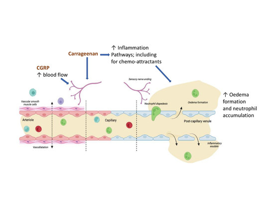 IJMS | Free Full-Text | Elucidating the Ability of CGRP to Modulate ...