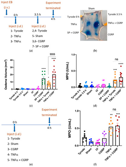 Elucidating the Ability of CGRP to Modulate Microvascular Events in ...