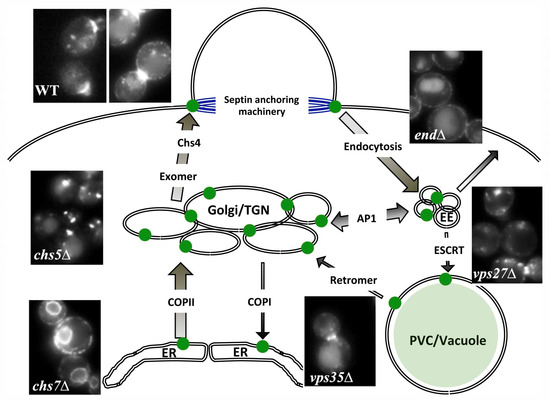 Chitin Synthesis in Yeast: A Matter of Trafficking