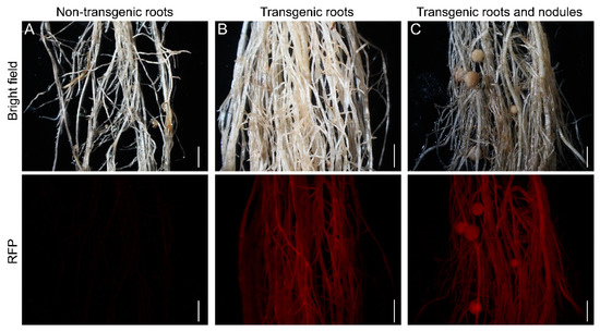 An Efficient Agrobacterium rhizogenes-Mediated Hairy Root ...