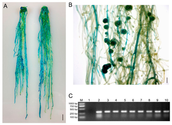 An Efficient Agrobacterium rhizogenes-Mediated Hairy Root ...