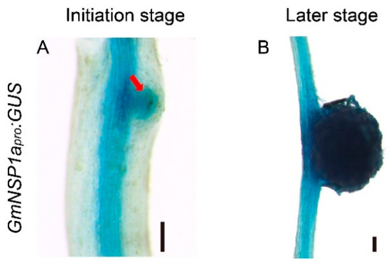An Efficient Agrobacterium rhizogenes-Mediated Hairy Root ...