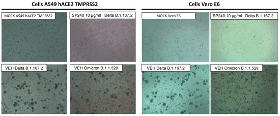 Neutralizing Ability of a Single Domain VNAR Antibody: In Vitro ...