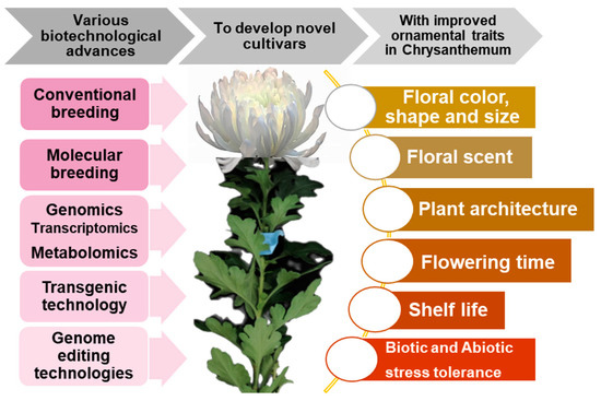 Towards the Improvement of Ornamental Attributes in Chrysanthemum ...