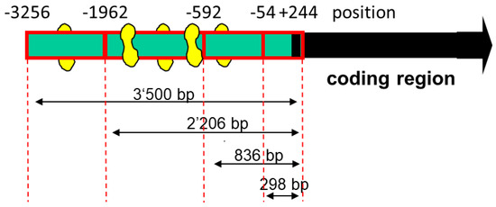 IJMS | Free Full-Text | PGC-1α and MEF2 Regulate the Transcription of ...