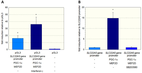 IJMS | Free Full-Text | PGC-1α and MEF2 Regulate the Transcription of ...