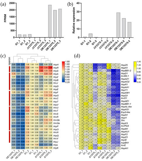 The OmpR-like Transcription Factor as a Negative Regulator of hrpR/S in ...
