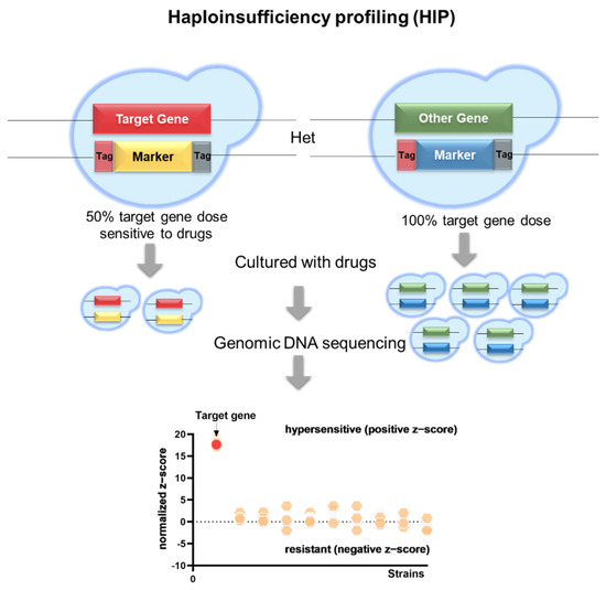 Application of the Mutant Libraries for Candida albicans Functional ...
