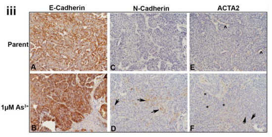 Chronic Arsenic Exposure Upregulates the Expression of Basal ...