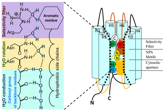 Aquaporin Gating: A New Twist to Unravel Permeation through Water Channels
